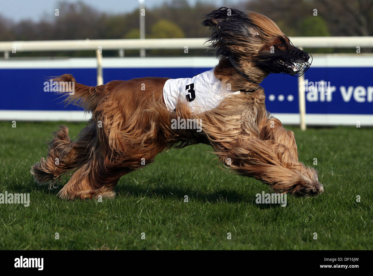 Afghan hound racing hi-res stock photography and images - Alamy