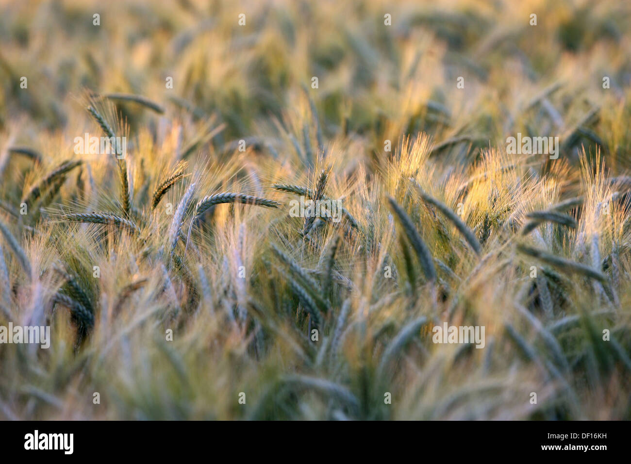 Gutersloh, Germany, Gerstenfeld Stock Photo - Alamy