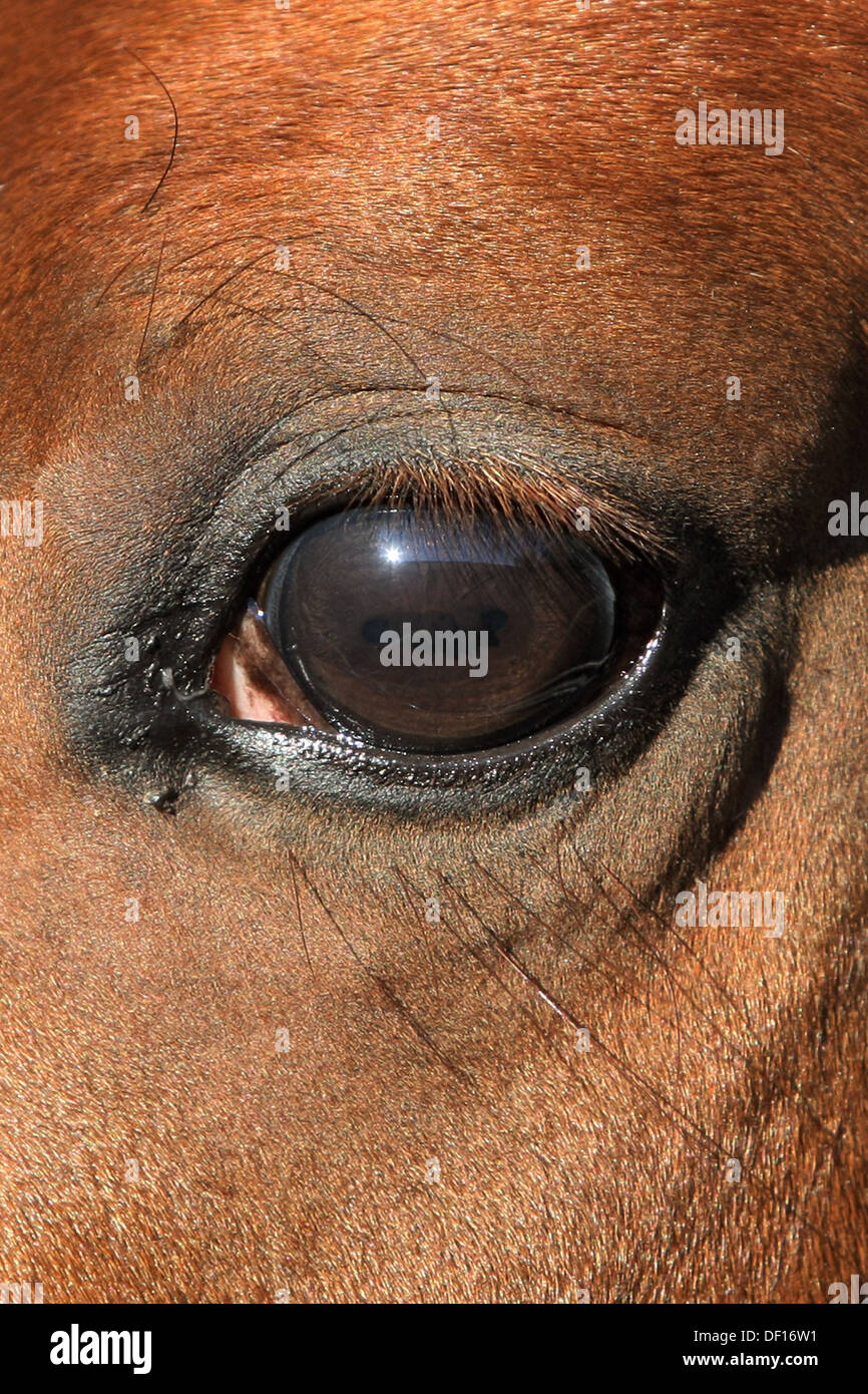 Berlin, Germany, Eye of a Horse Stock Photo - Alamy