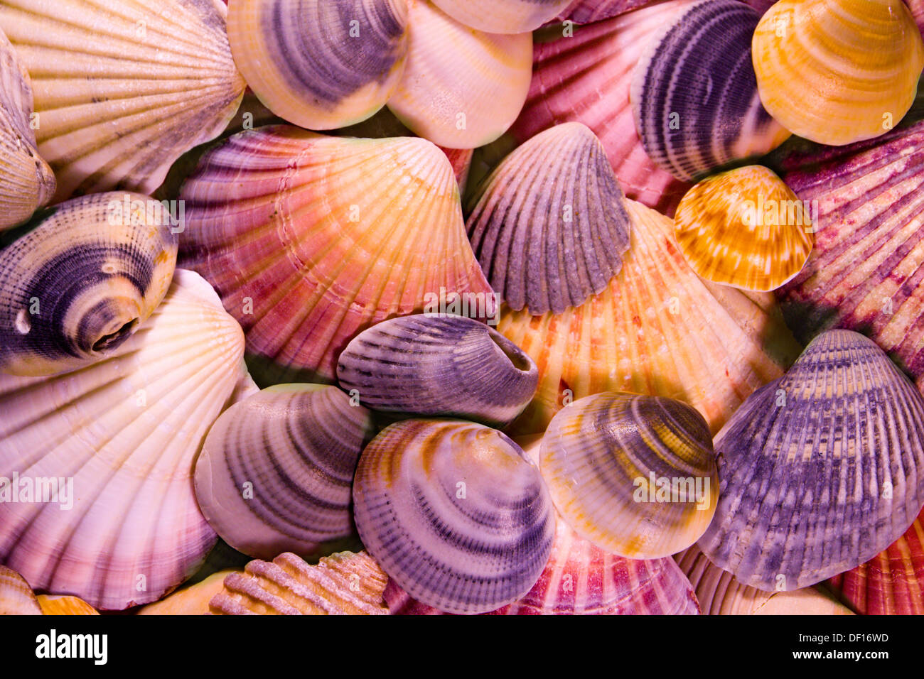 Seashell mosaic hi-res stock photography and images - Alamy