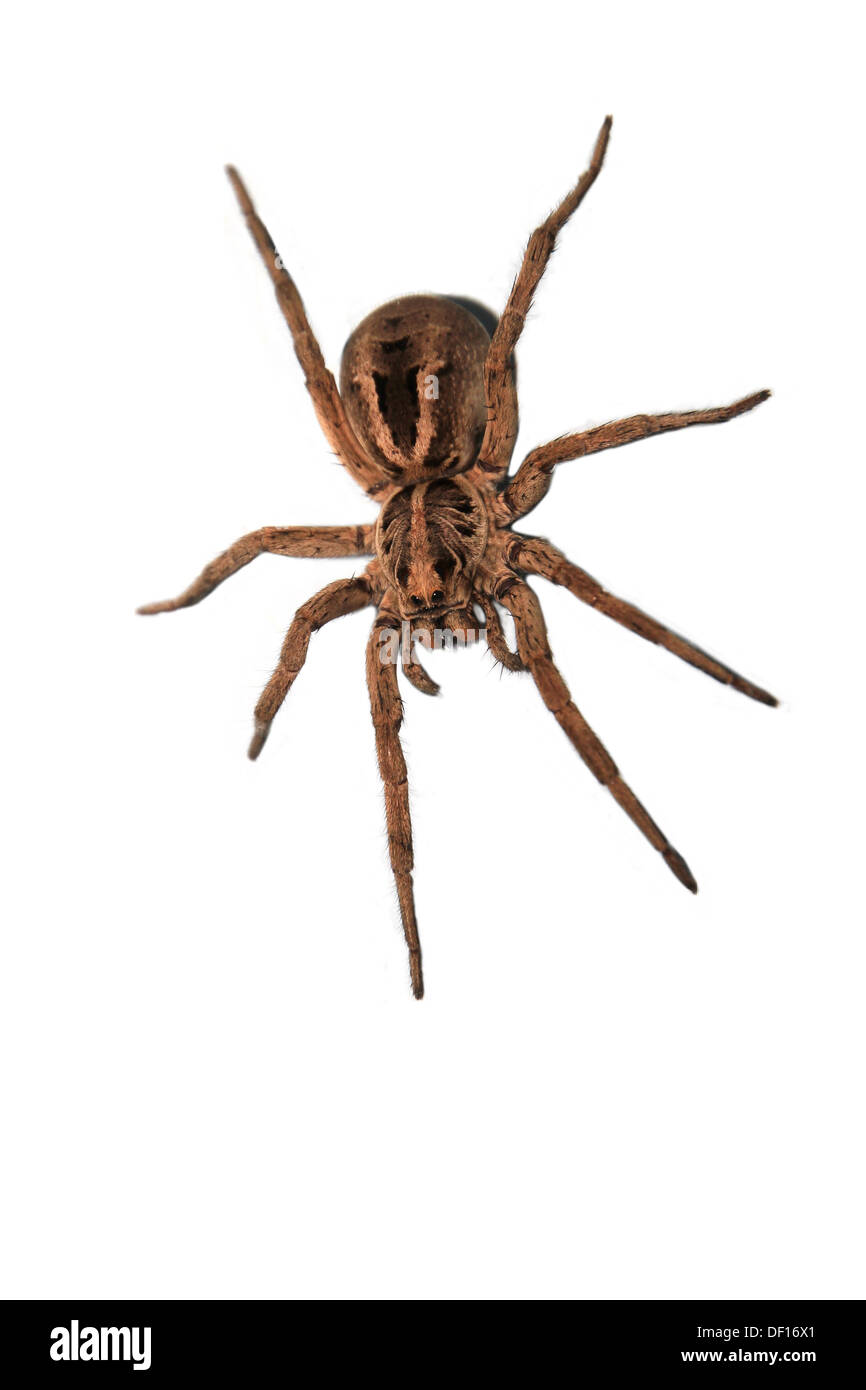 Wolf spider legs hi-res stock photography and images - Alamy