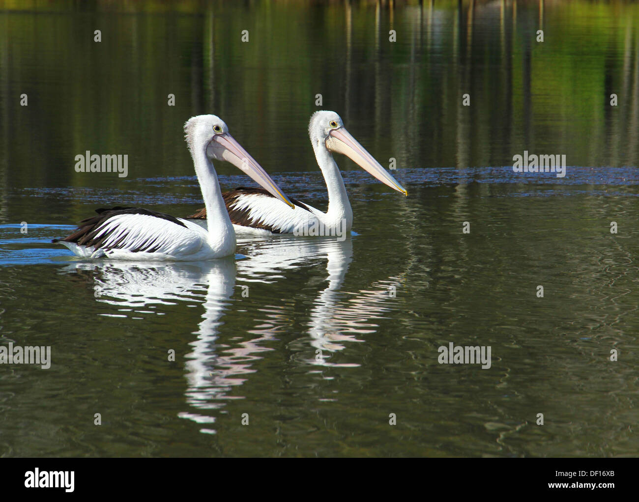 Two pelicans swimming side by side Stock Photo - Alamy