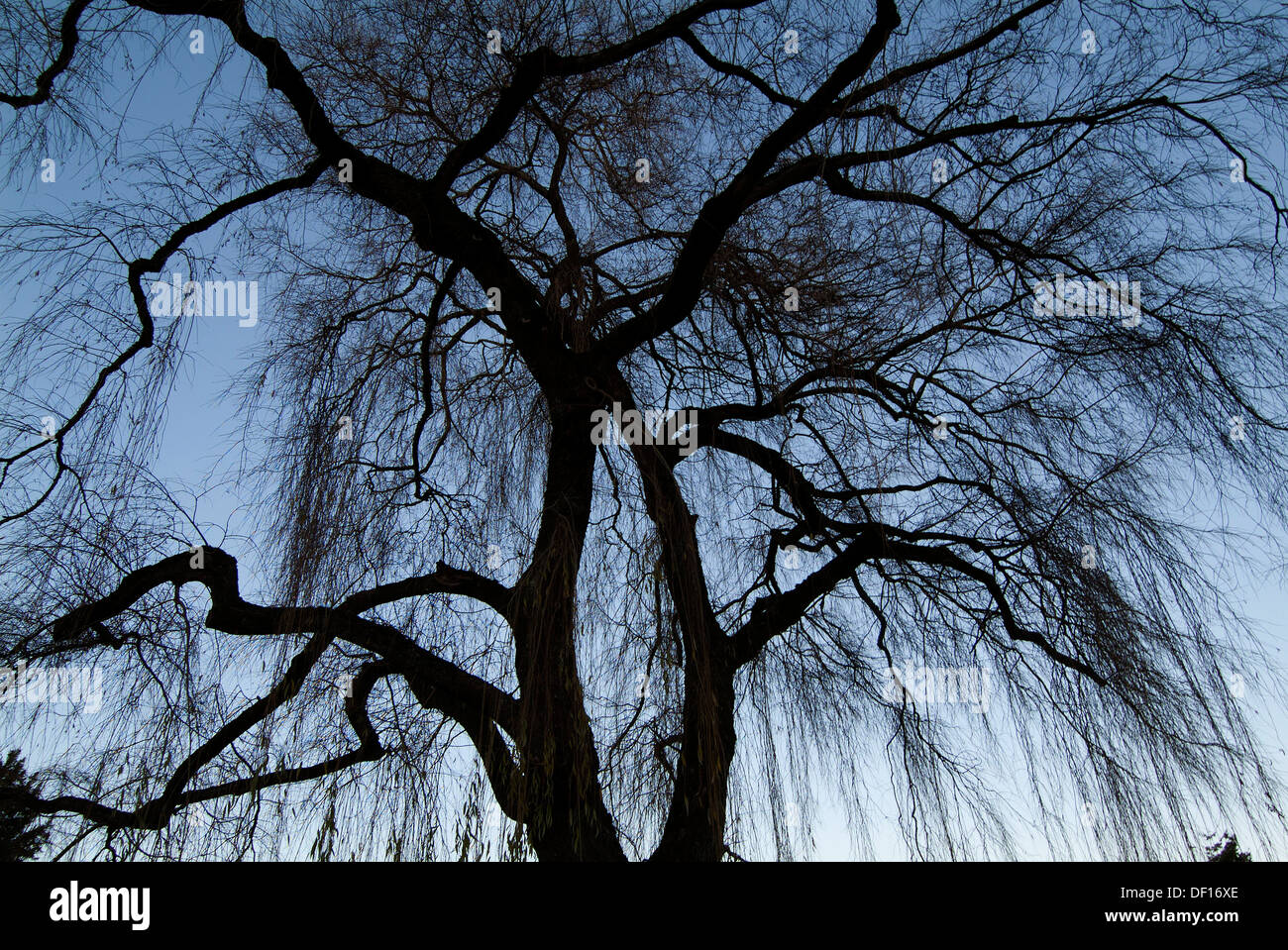 weeping willow trees in Jericho Park, Vancouver, BC, Canada Stock Photo ...