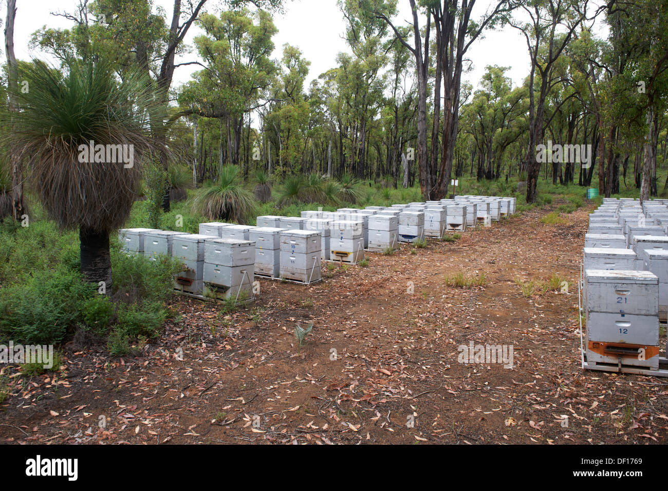 Commercial bee hives hi-res stock photography and images - Alamy
