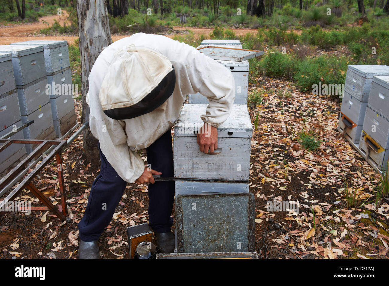 Commercial bee keeper inspecting his hives Perth western Australia ...