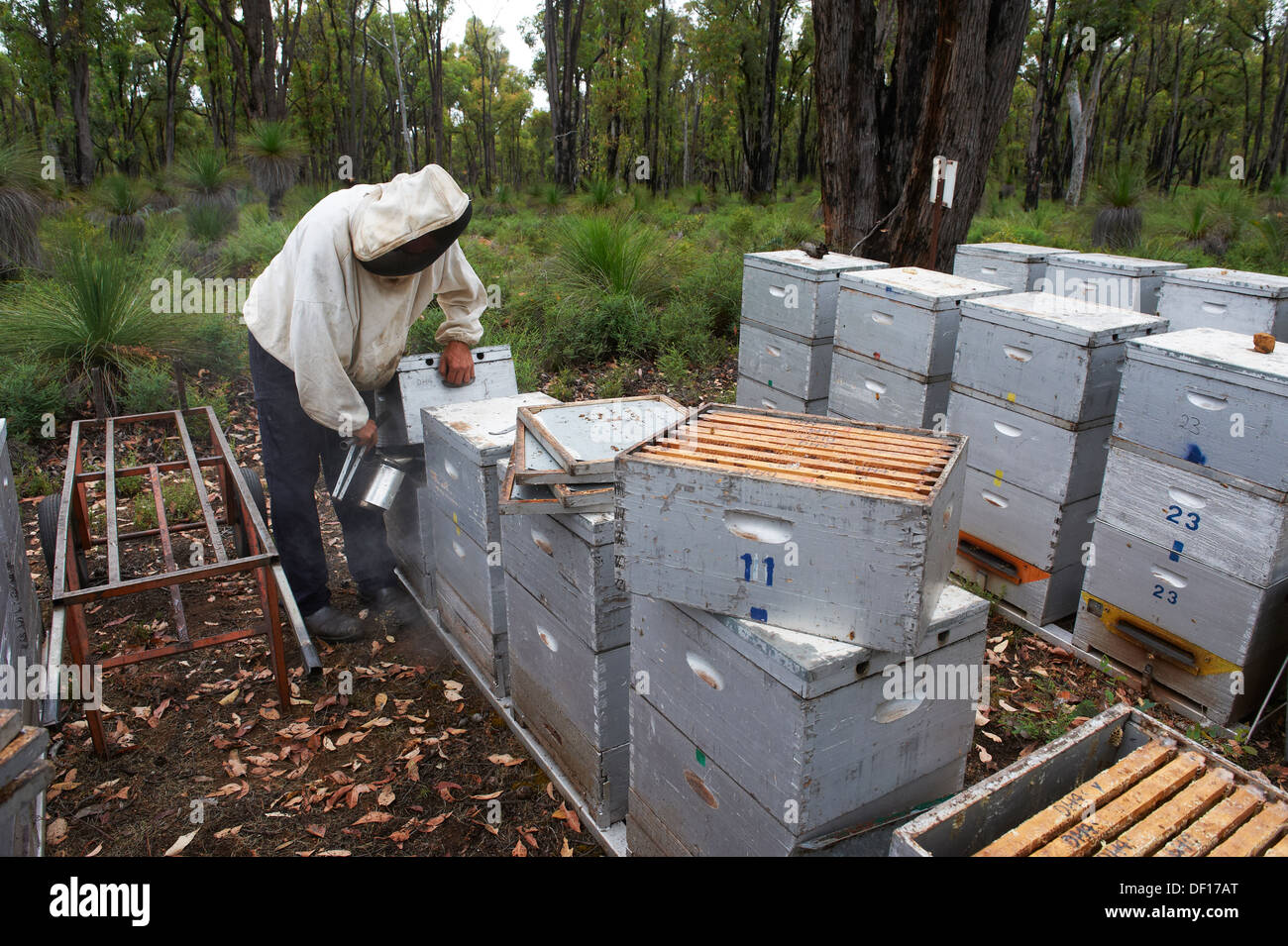 Commercial bee keeper inspecting his hives Perth western Australia ...