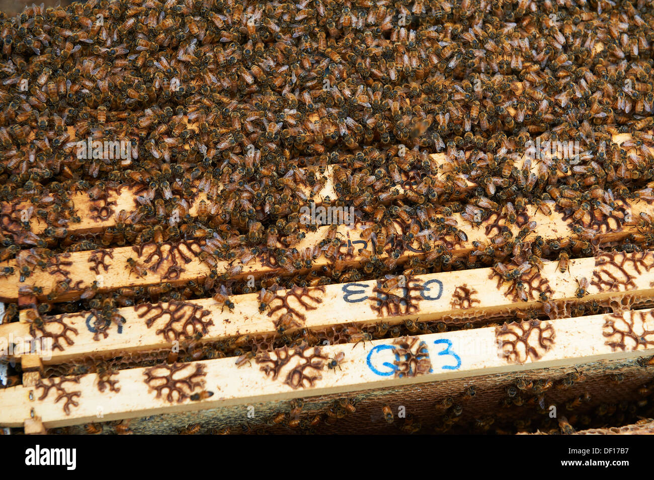 Hive with frames hi-res stock photography and images - Alamy