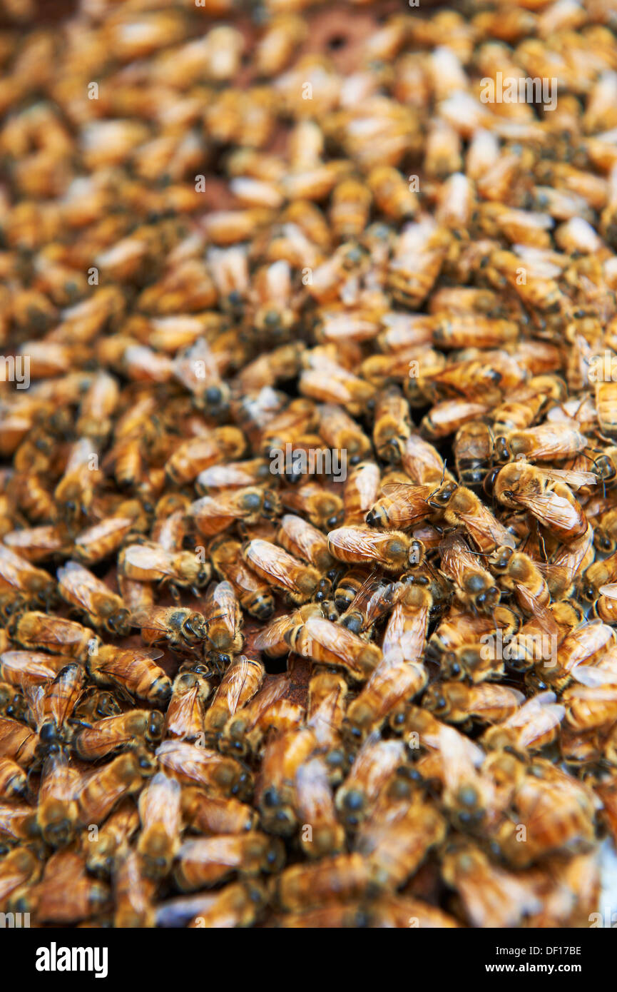 Mass of honey bees hi-res stock photography and images - Alamy