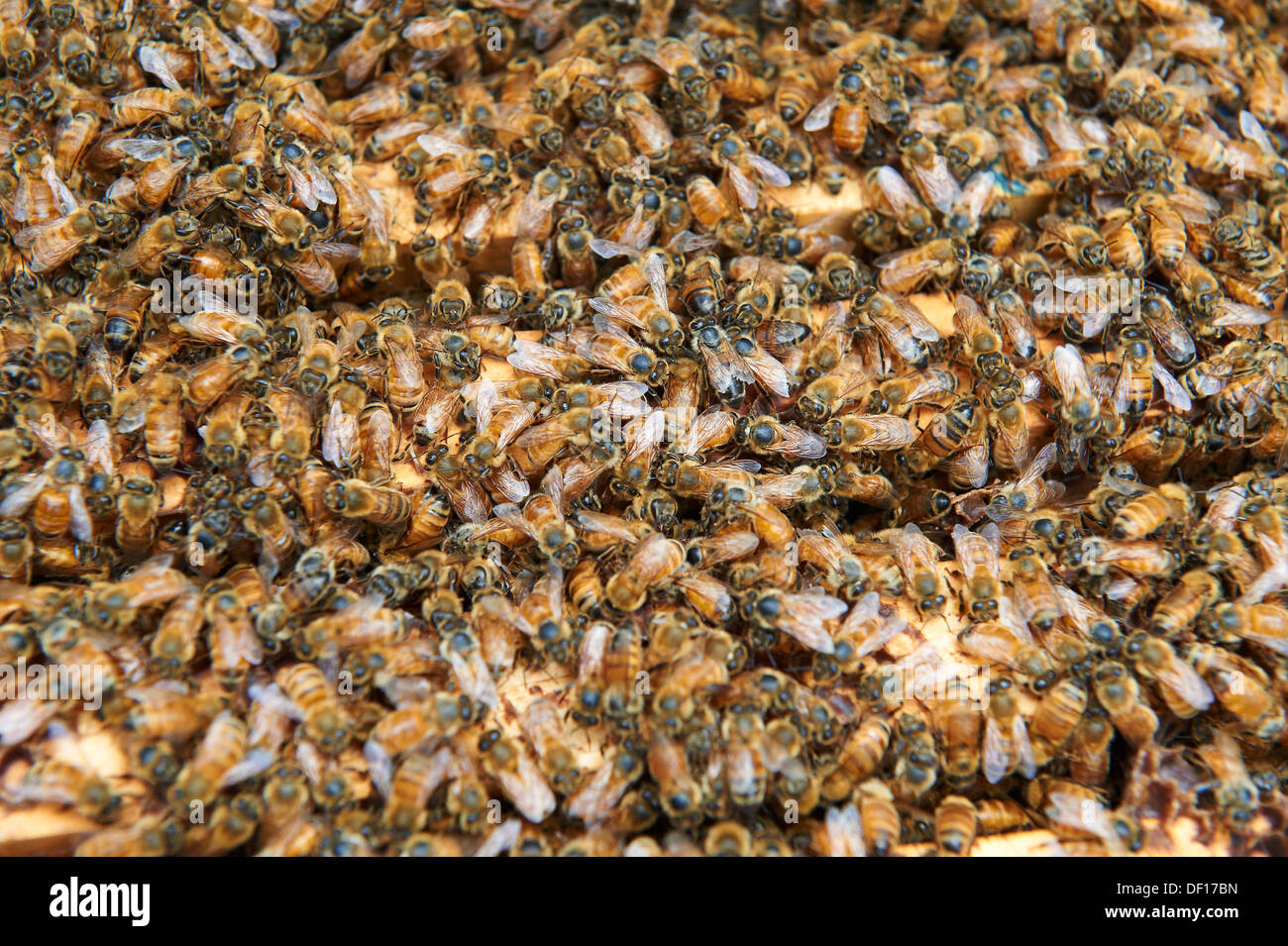 European honey bees hi-res stock photography and images - Alamy