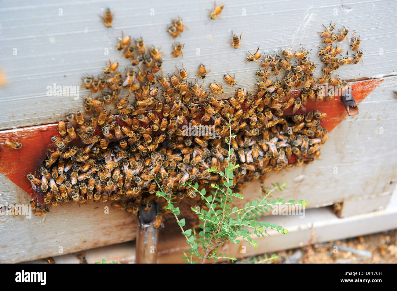 Clustering hi-res stock photography and images - Alamy