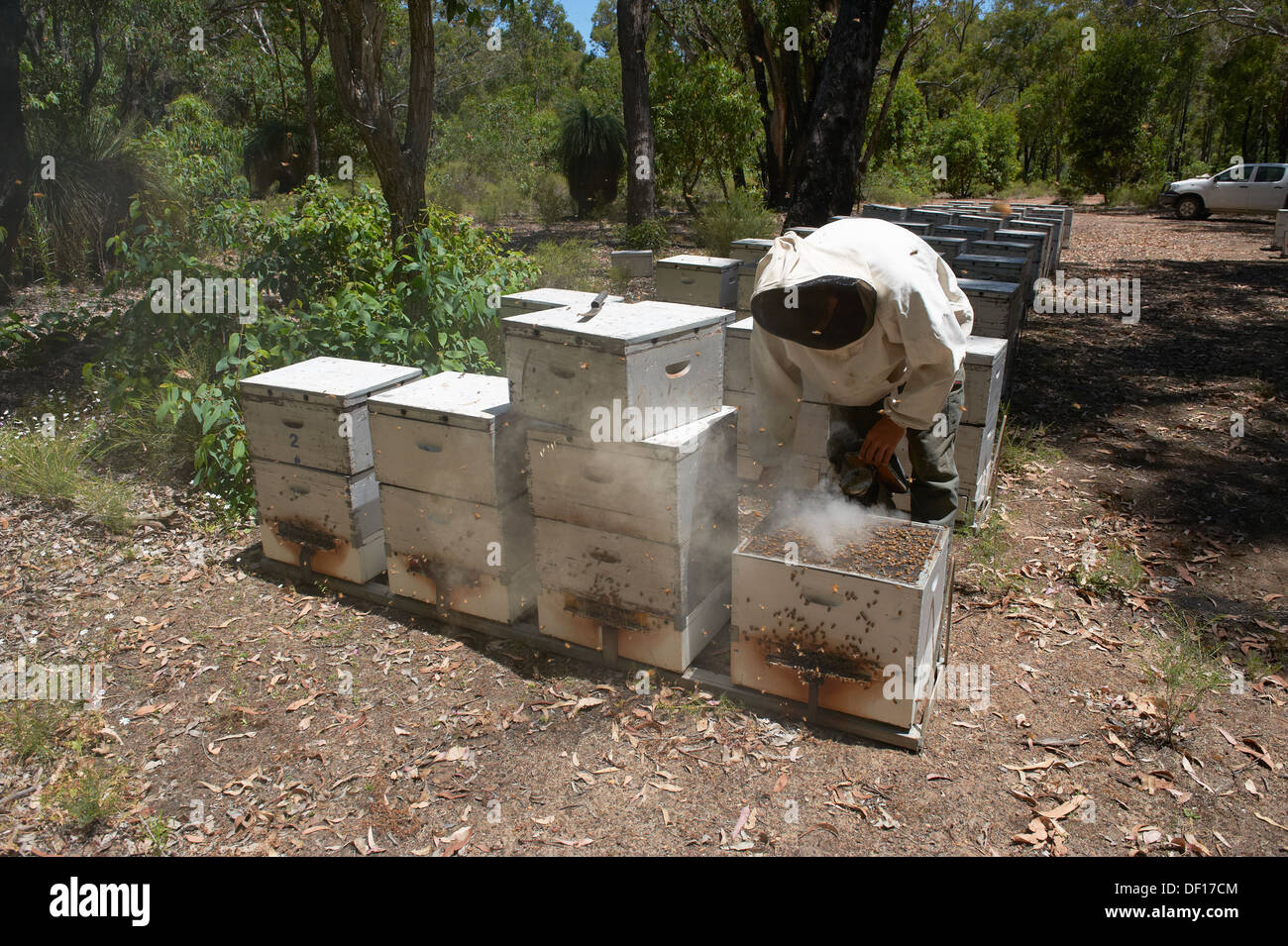 Commercial bee keeper inspecting his hives Perth western Australia ...