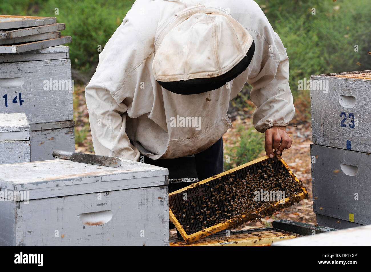 Commercial bee keeper inspecting his hives Perth western Australia ...