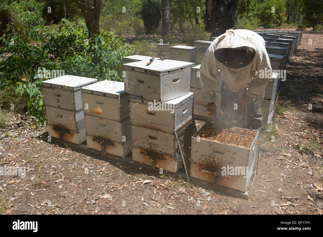Commercial bee keeper inspecting his hives Perth western Australia ...