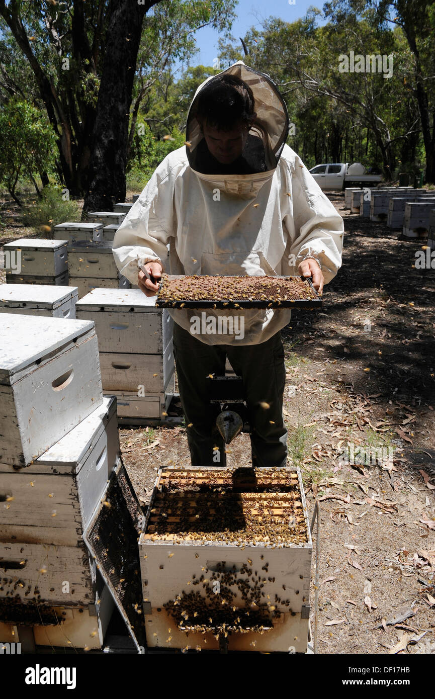 Commercial bee keeper inspecting his hives Perth western Australia ...