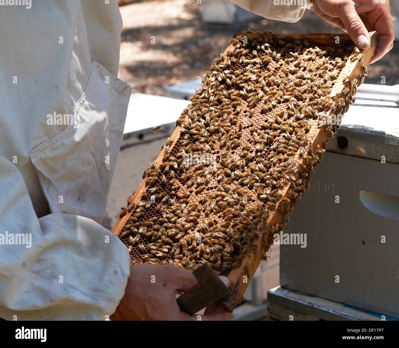 A bee keeper holding a frame from a commercial bee hive Stock Photo - Alamy