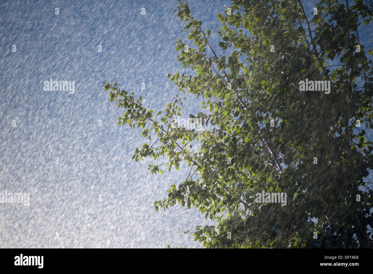 Berlin, Germany, a poplar crown in the evening heavy rain Stock Photo ...