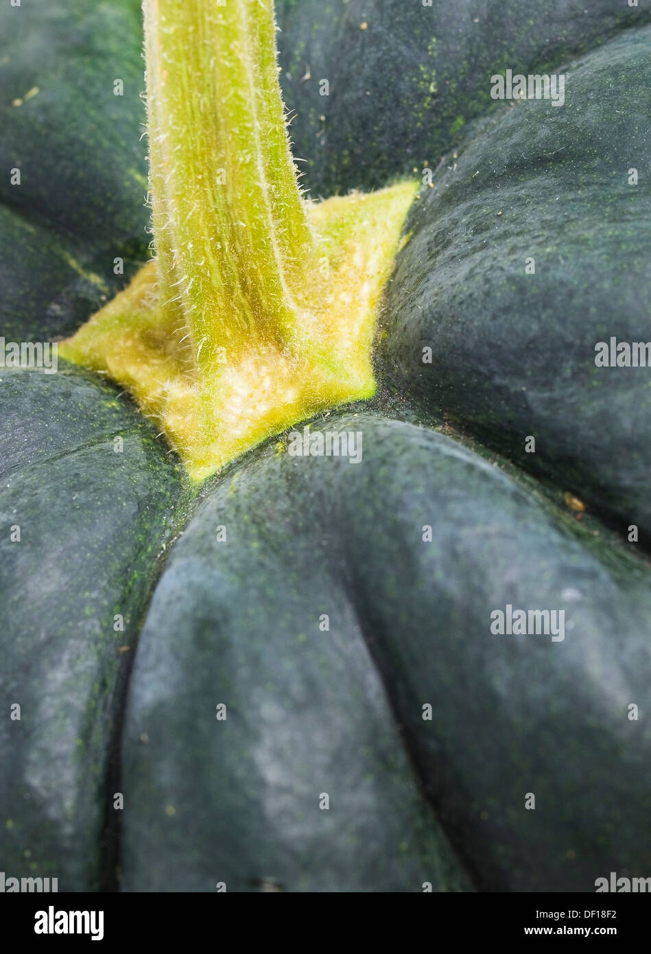 Green pumpkin macro detail background Stock Photo - Alamy