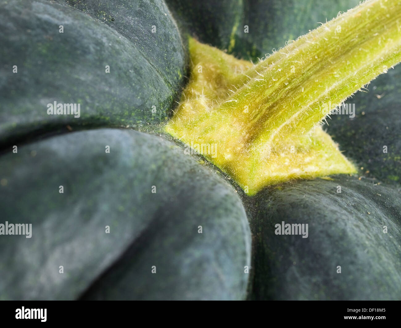 Green pumpkin hi-res stock photography and images - Alamy