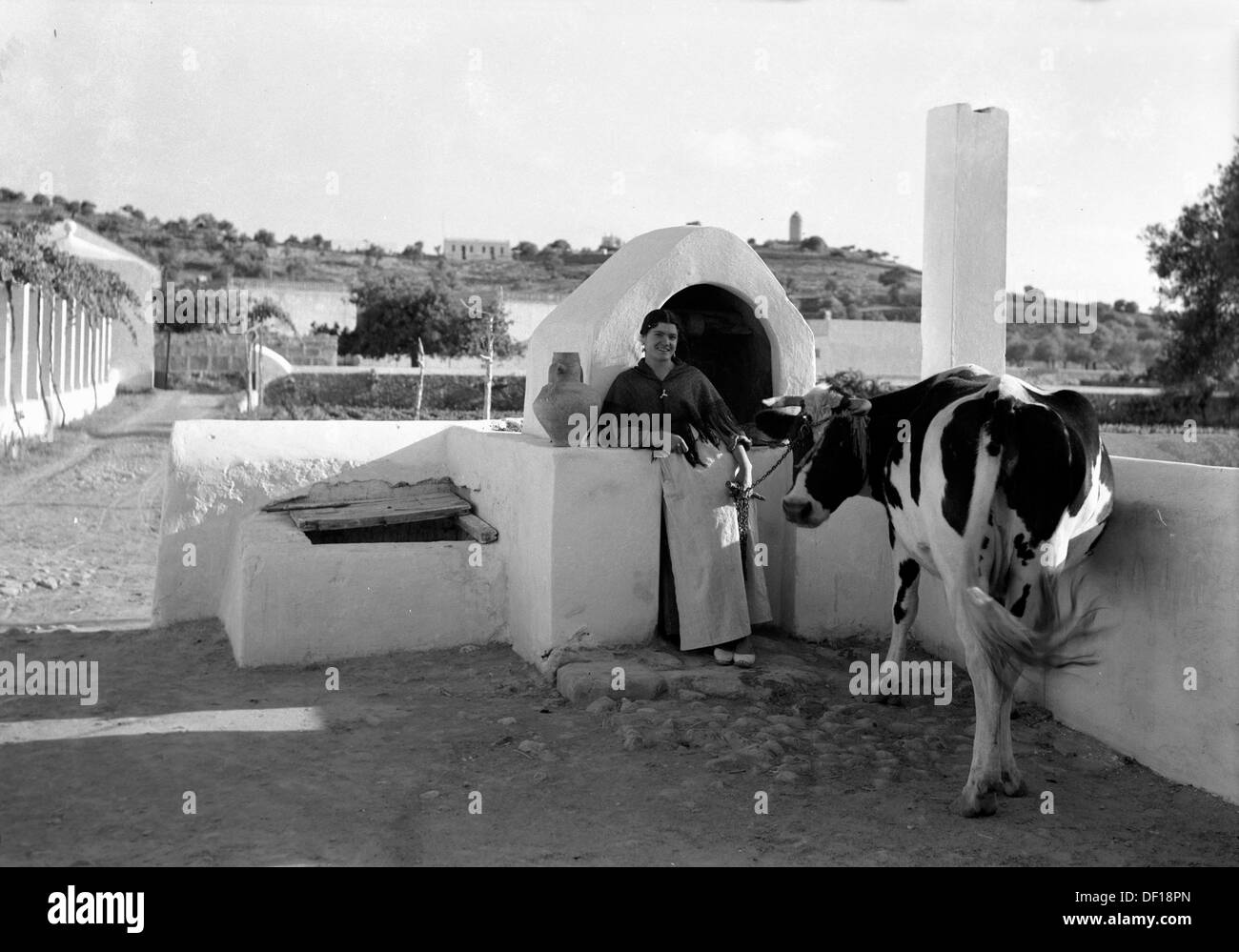 Cow house 1900s hi-res stock photography and images - Alamy