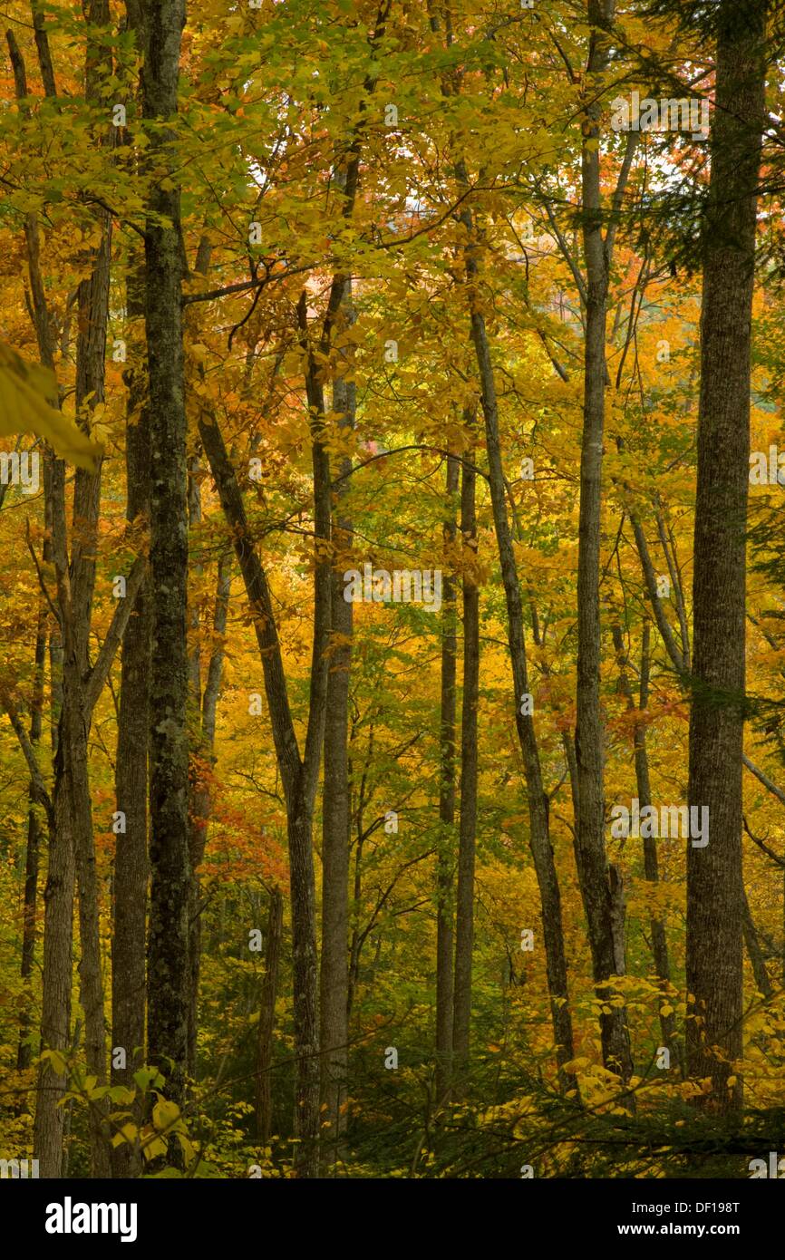 Cherokee National Forest Tn Tennessee High Resolution Stock Photography ...