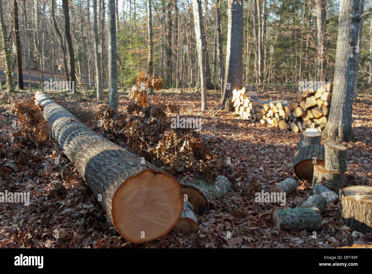 The oak is cut hi-res stock photography and images - Alamy