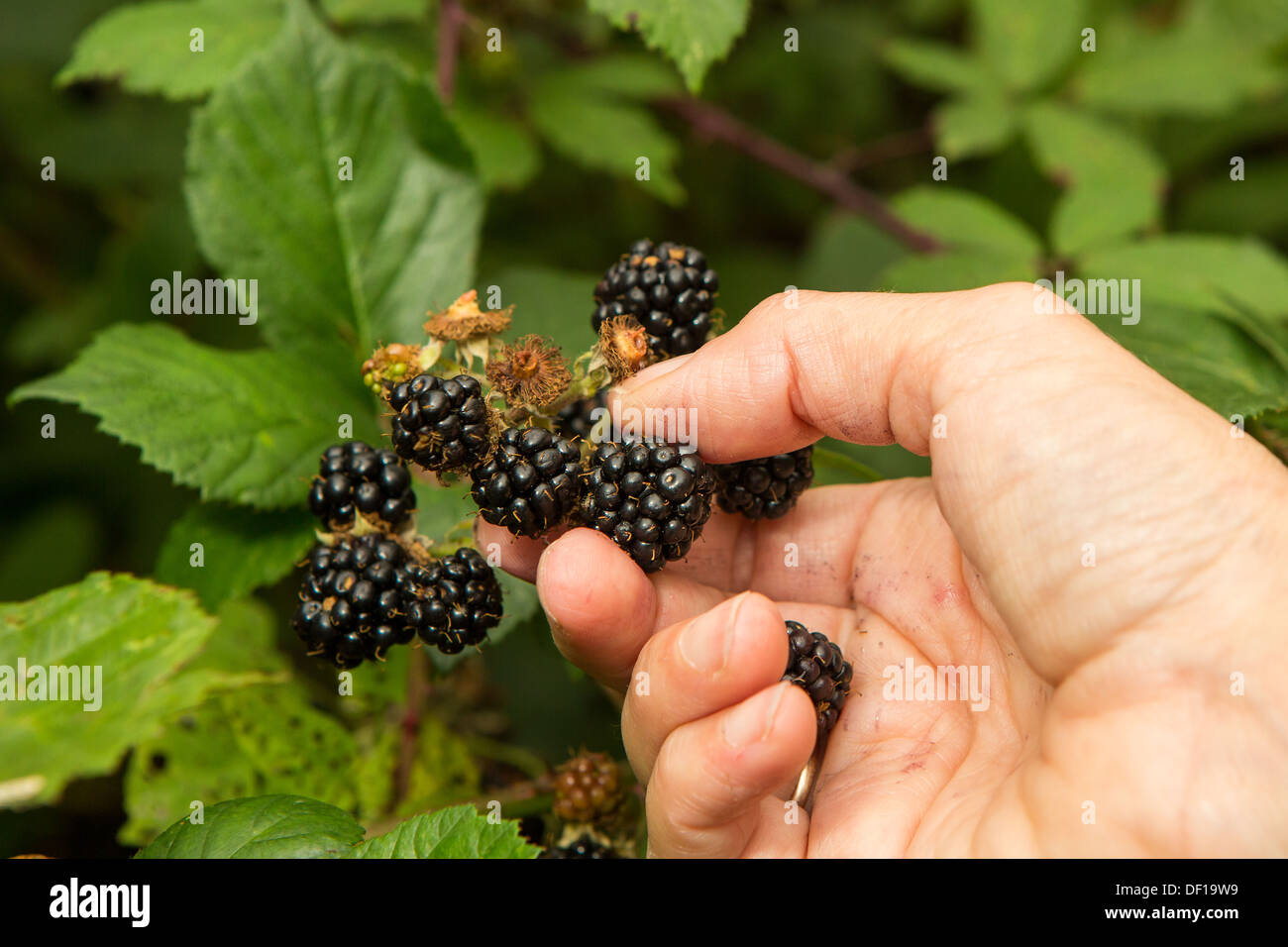 closeup blackberry fruit picking in the countryside UK england female ...