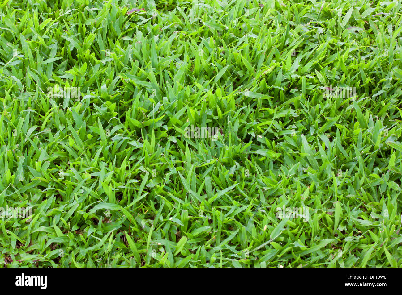 Grass texture hi-res stock photography and images - Alamy