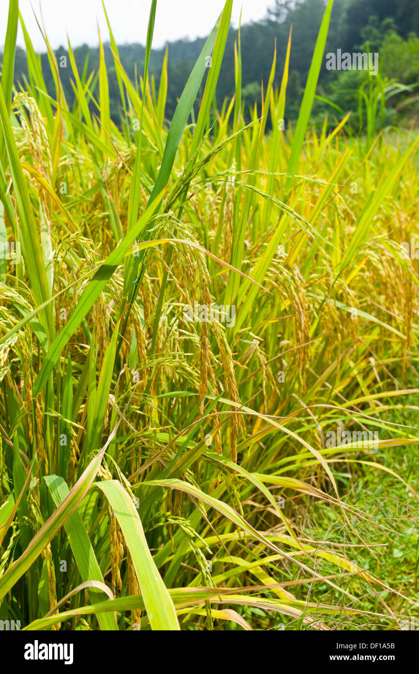 Hunan rice field hi-res stock photography and images - Alamy