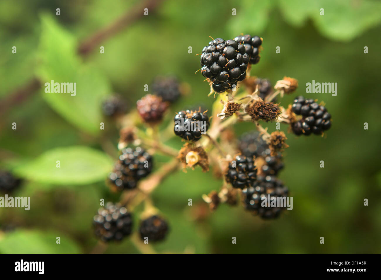 closeup blackberry fruit picking in the countryside UK england female ...