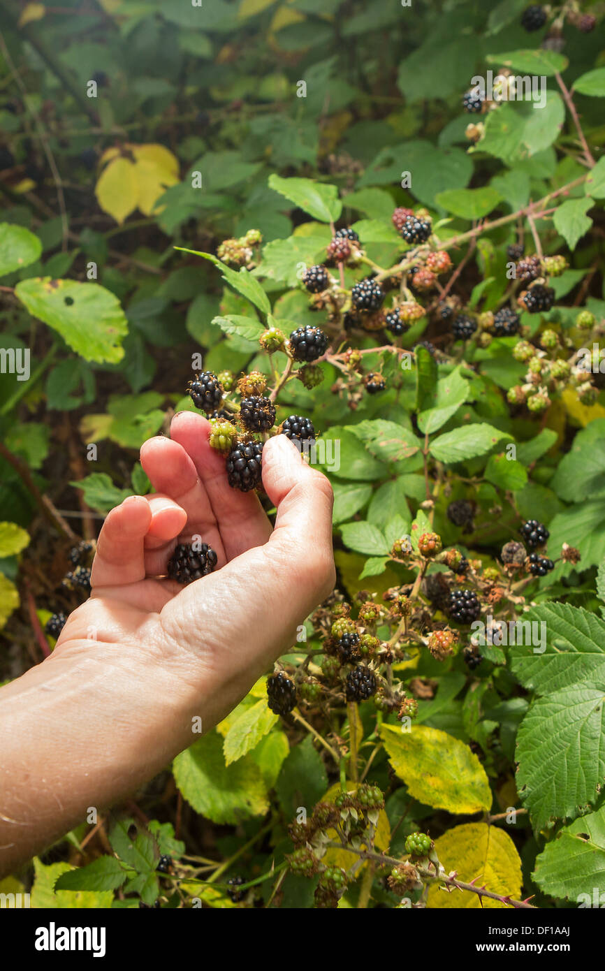closeup blackberry fruit picking in the countryside UK england female ...