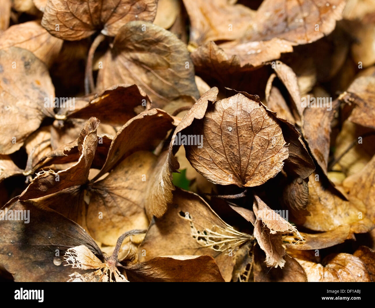 Dried leaves background in the forest Stock Photo - Alamy