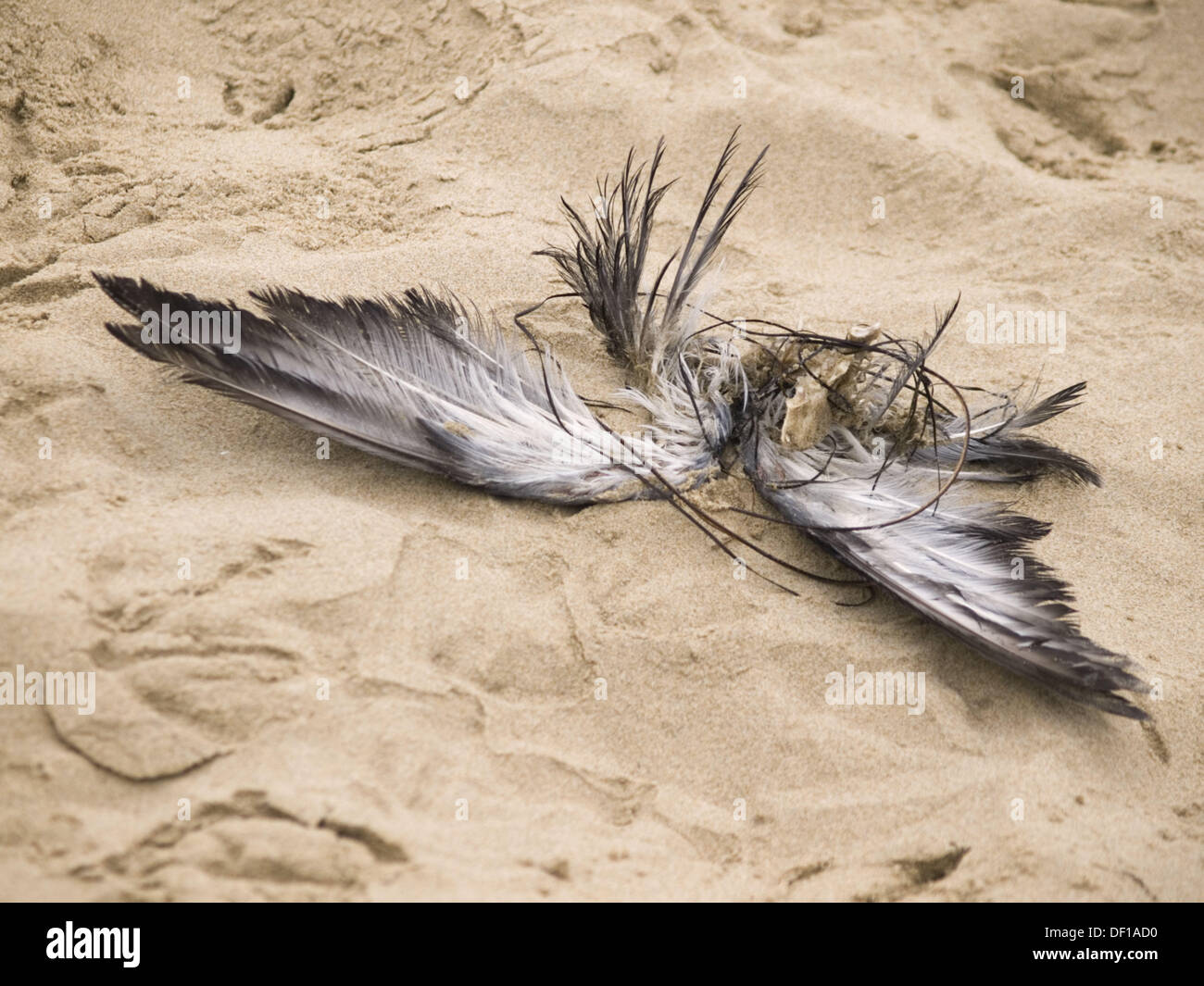 Remains of a bird in pismo beach hi-res stock photography and images ...
