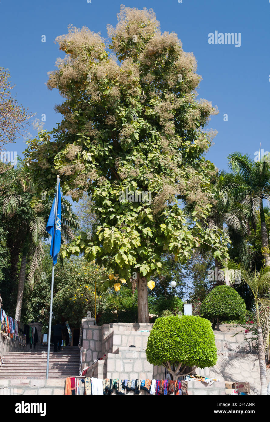 Kitchener's Island, Egypt Stock Photo - Alamy