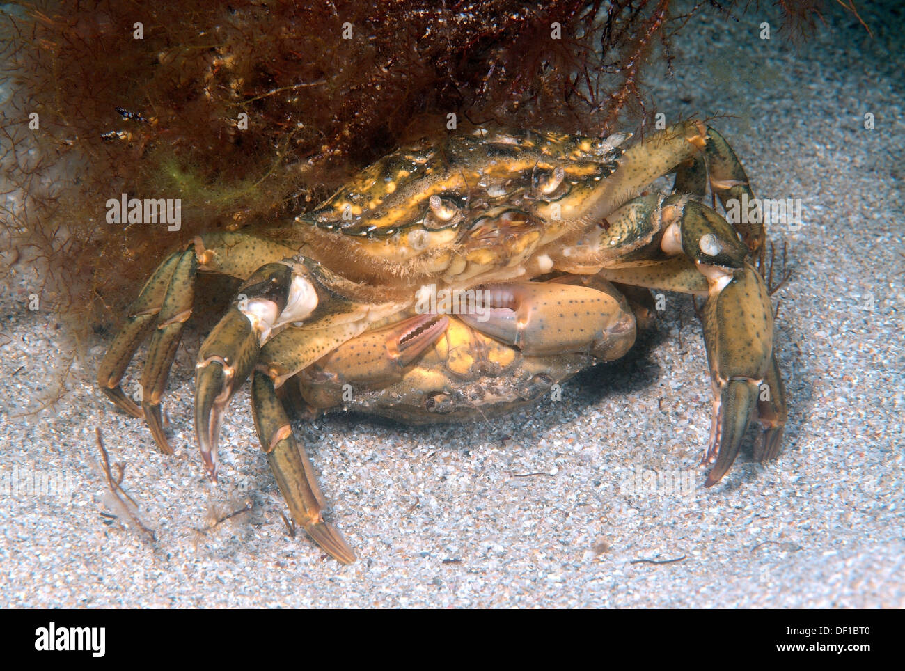 Mediterranean shore crab carcinus aestuarii hi-res stock photography ...