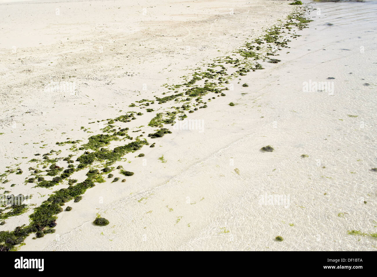Green sea water algae beach hi-res stock photography and images - Alamy