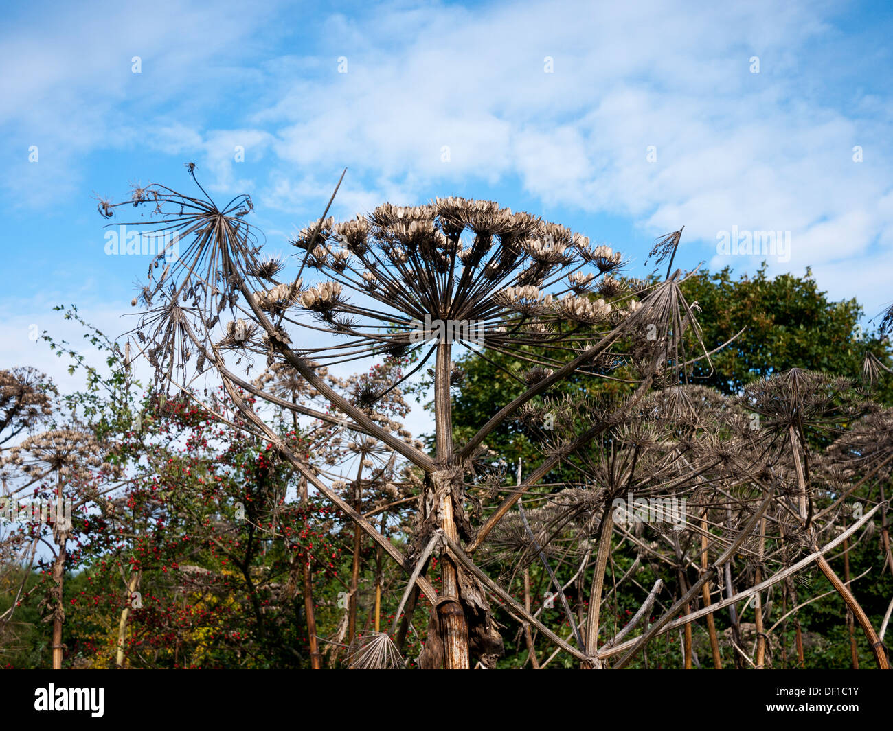 Giant hogweed plant hi-res stock photography and images - Alamy