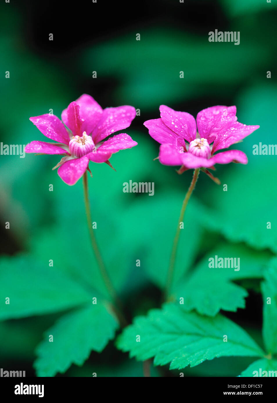 Articus High Resolution Stock Photography and Images - Alamy