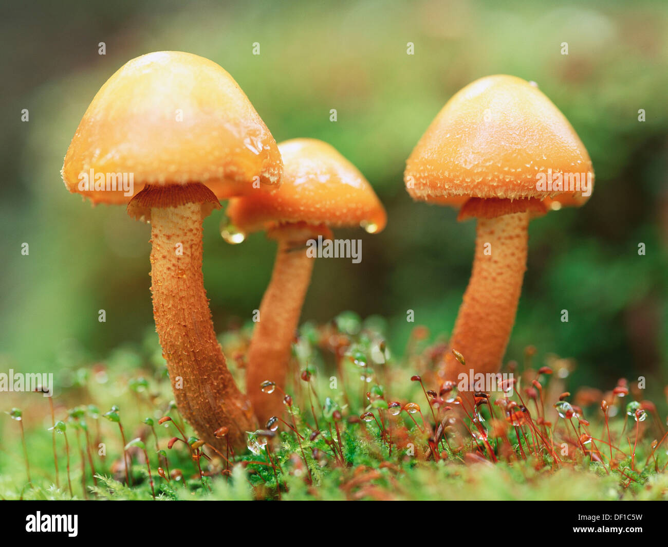 Vasterbotten, sweden hi-res stock photography and images - Alamy