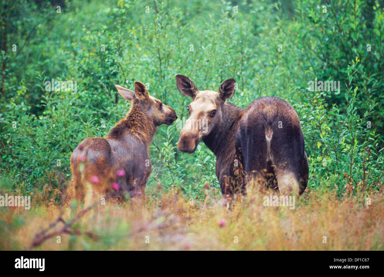 Alces alces alces alce hi-res stock photography and images - Alamy