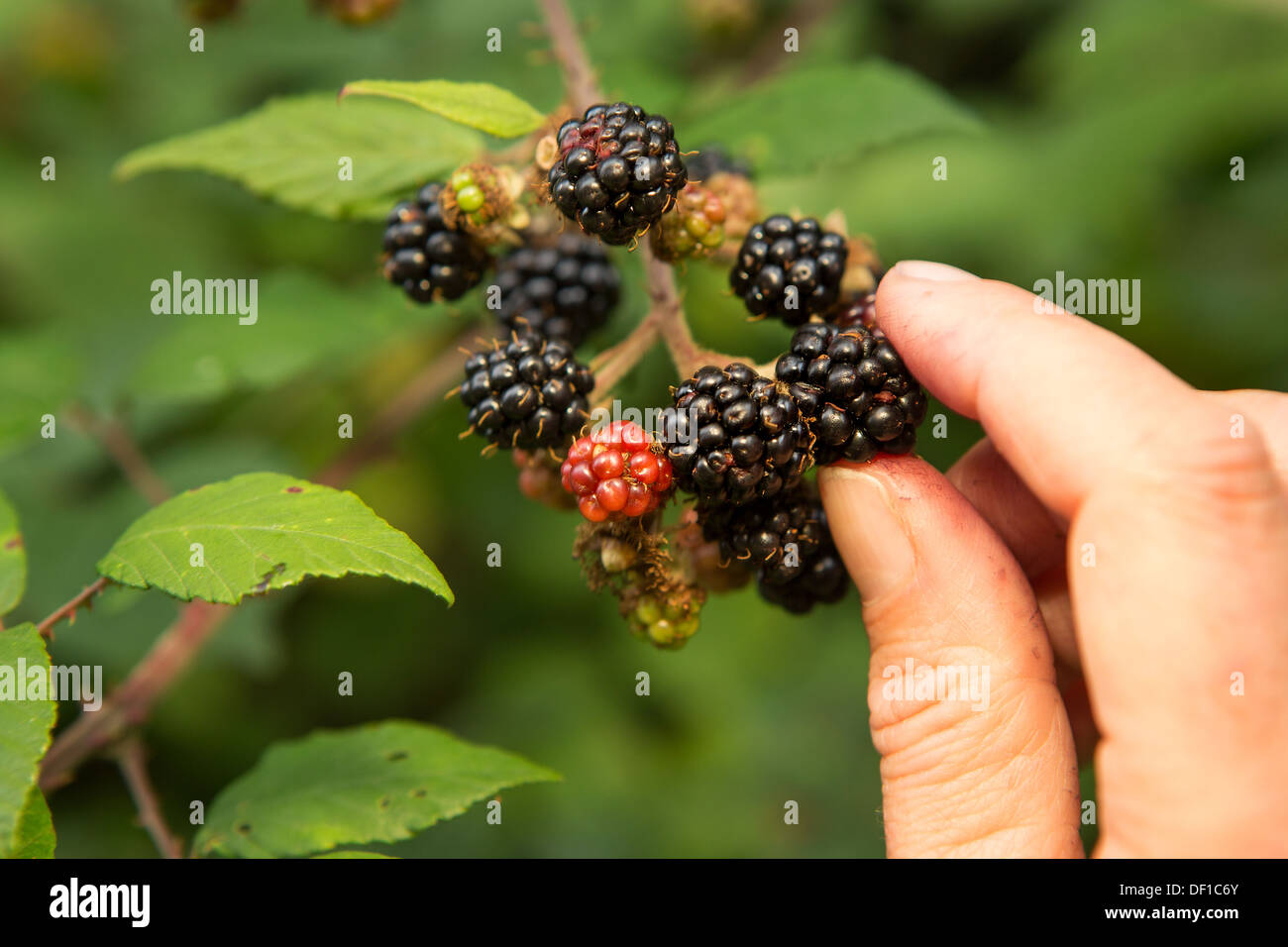 closeup blackberry fruit picking in the countryside UK england female ...