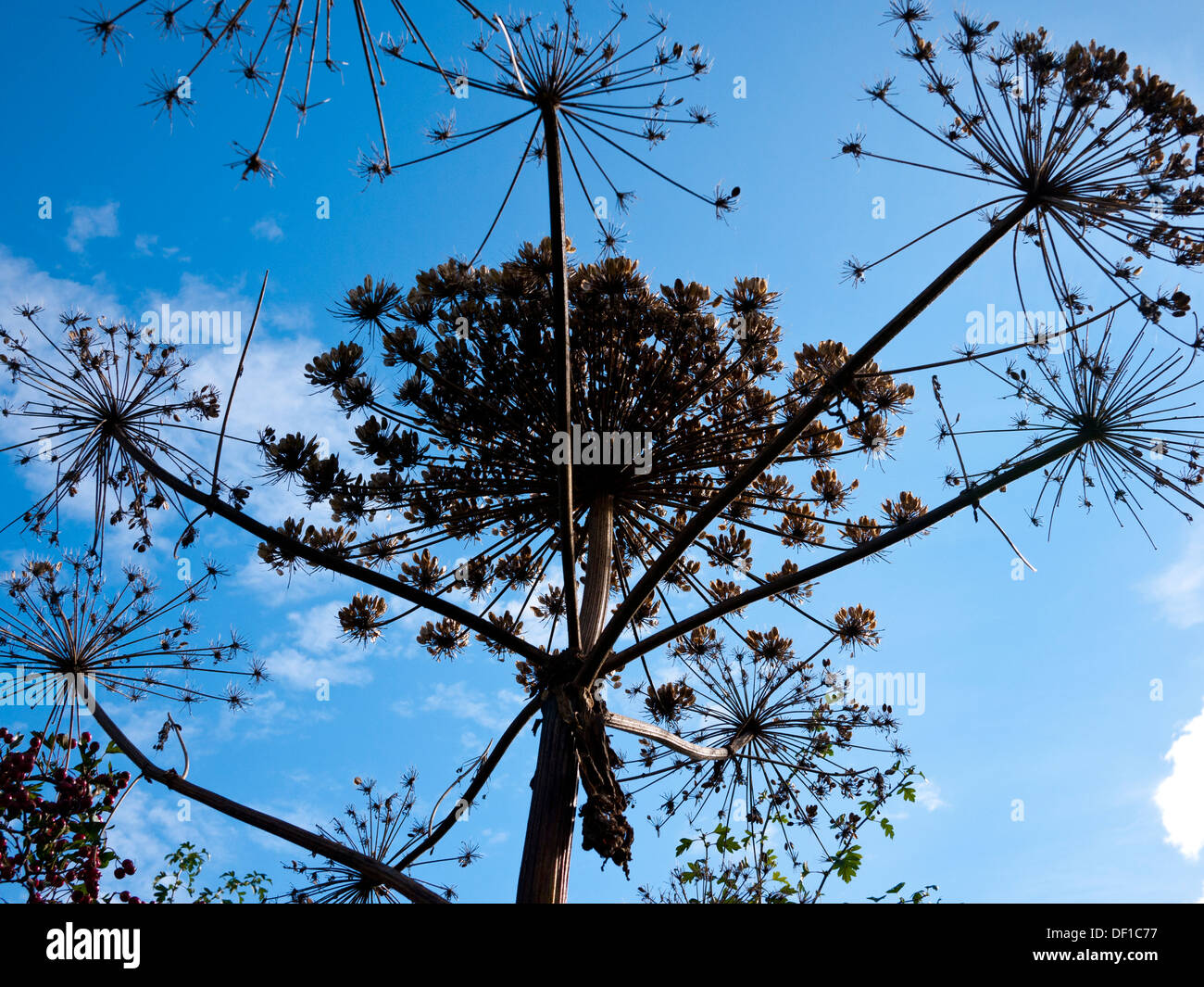 Giant hogweed plant hi-res stock photography and images - Alamy