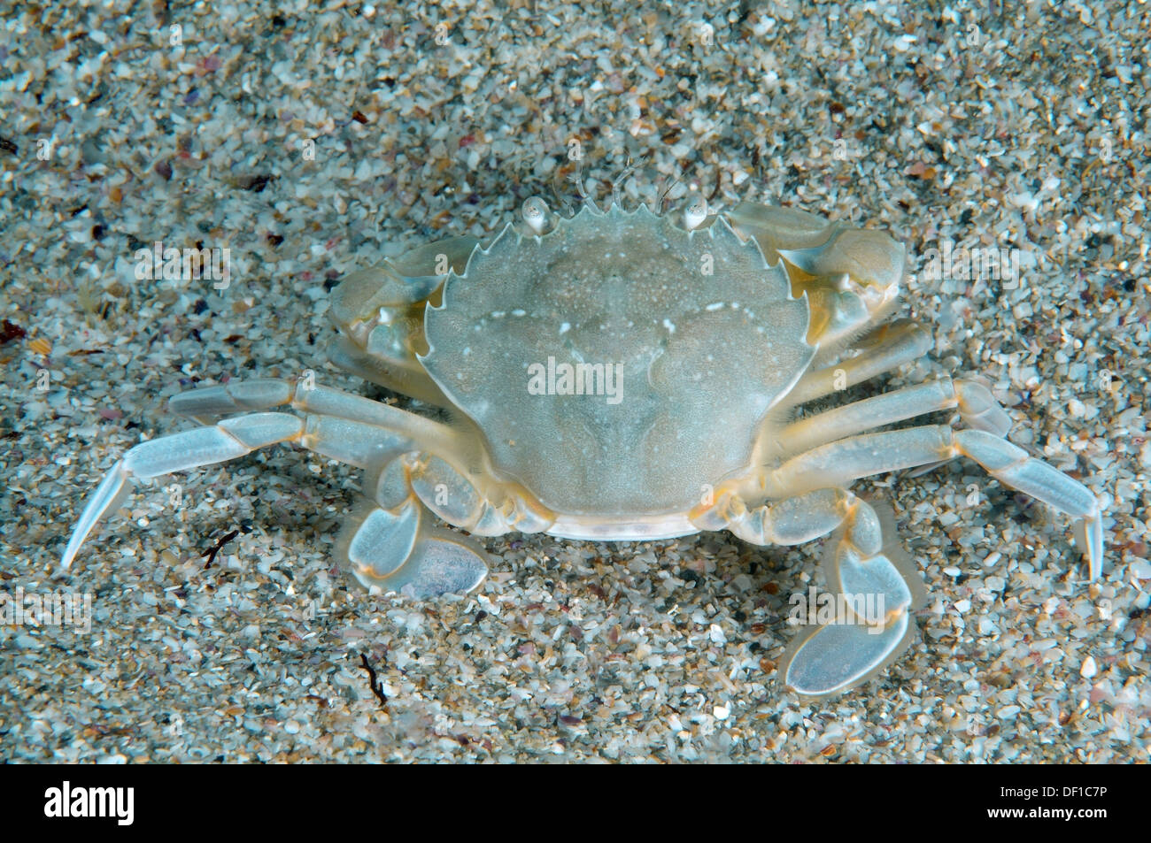 swimming crab (Macropipus holsatus) Black sea, Crimea, Ukraine, Eastern ...