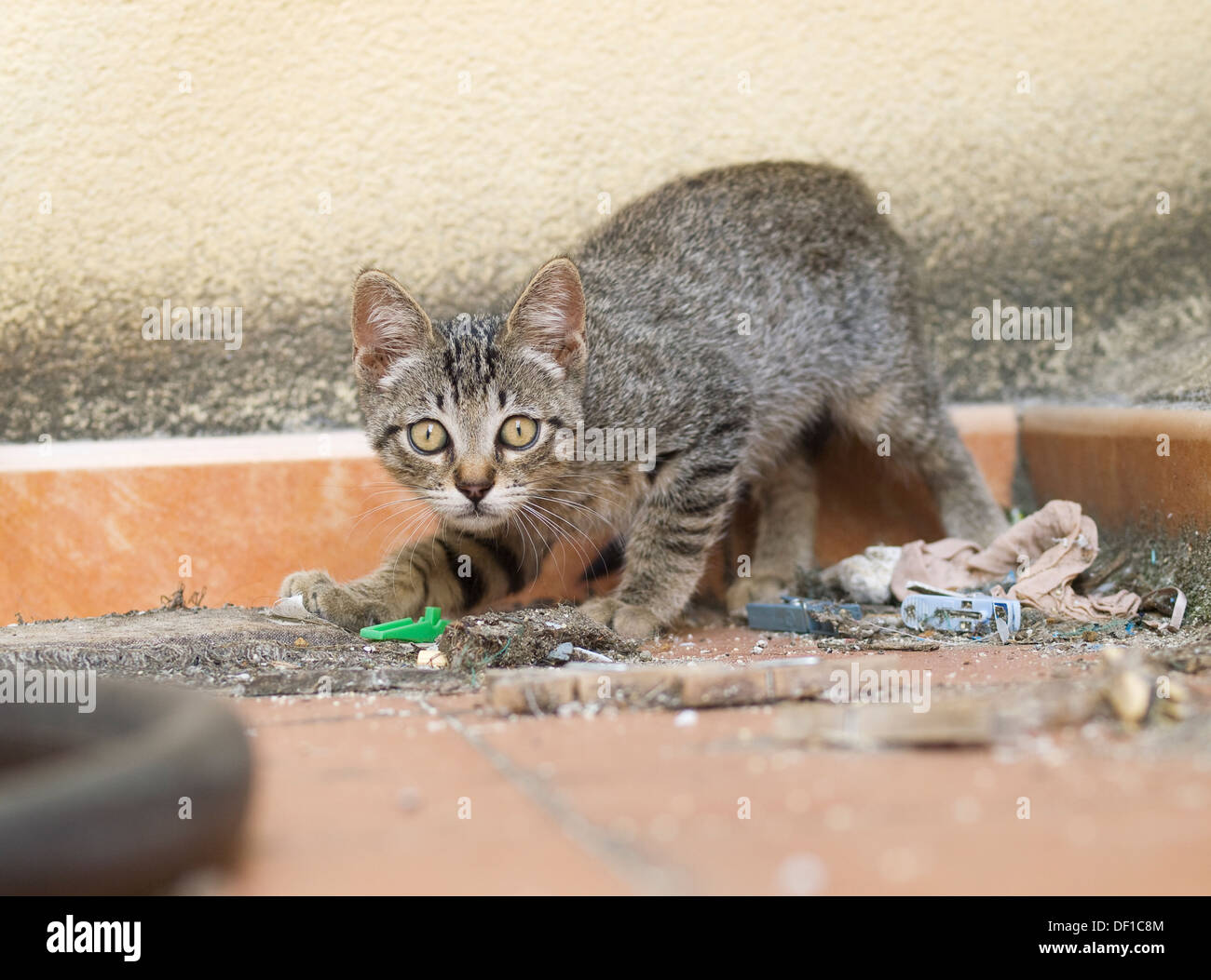 Street Kitten. The kitten is in attack position Stock Photo - Alamy