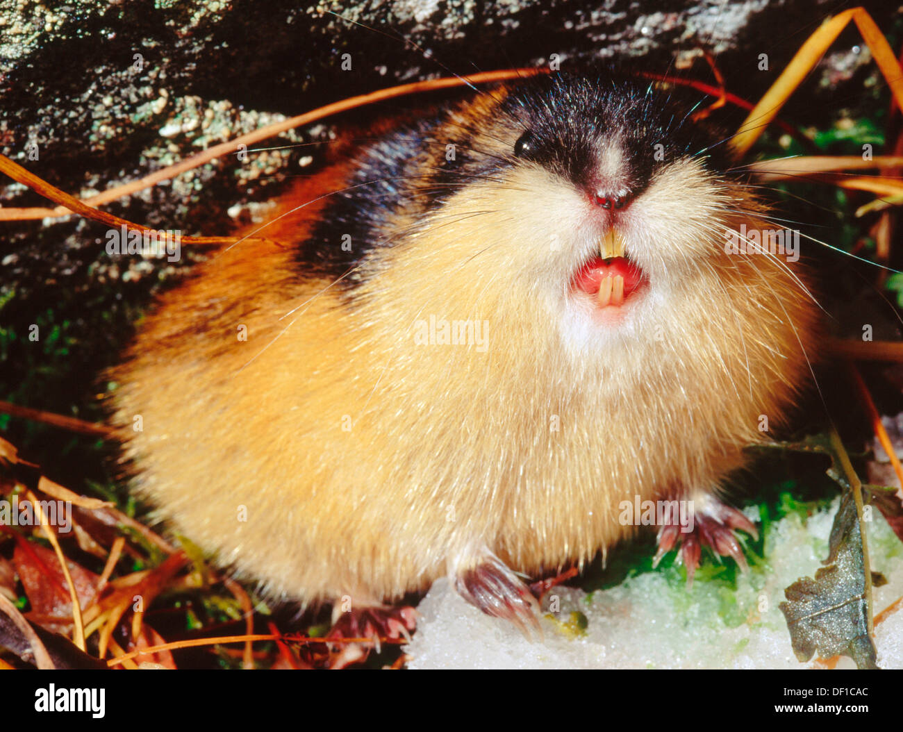 Norway lemming lemmus lemmus hi-res stock photography and images - Alamy