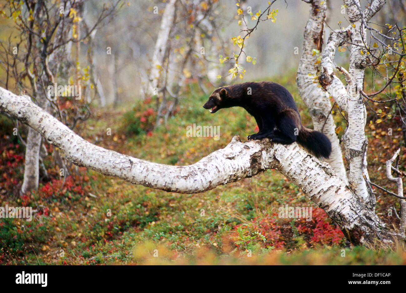 Norway wolverine hi-res stock photography and images - Alamy