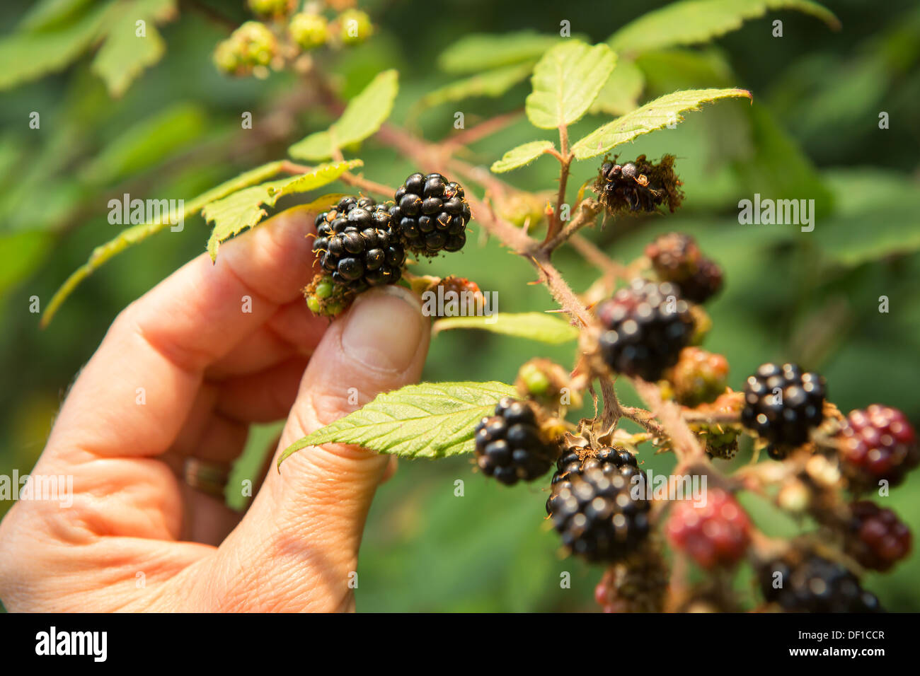 closeup blackberry fruit picking in the countryside UK england female ...