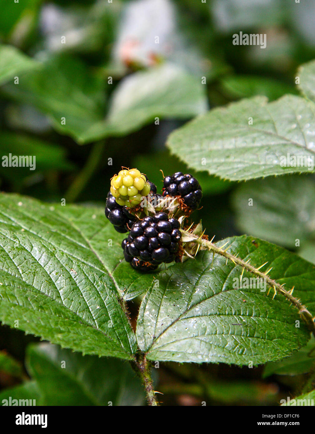 Ripening blackberries on bramble plant Stock Photo - Alamy