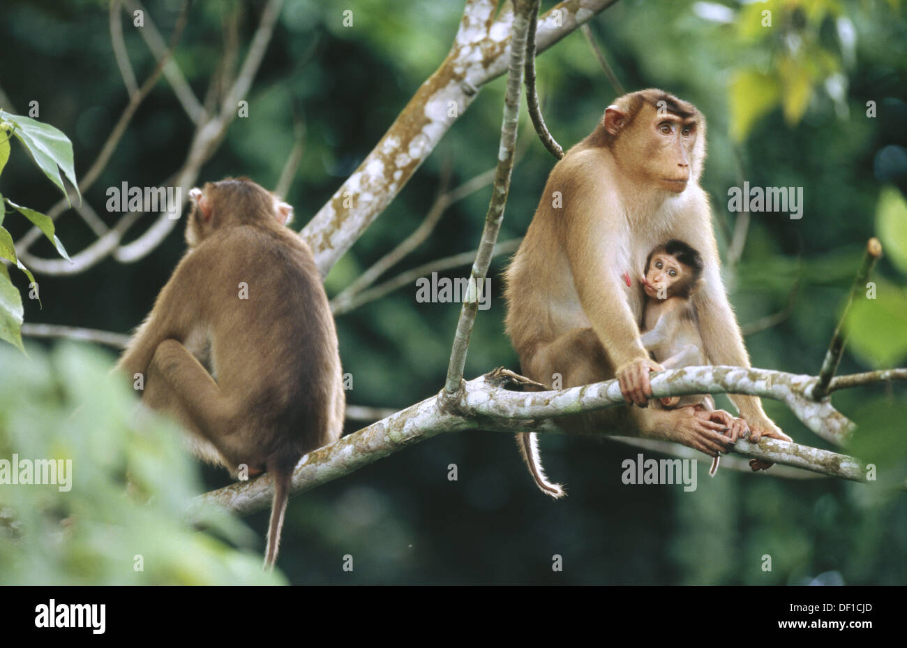 Female pig tailed macaque baby hi-res stock photography and images - Alamy