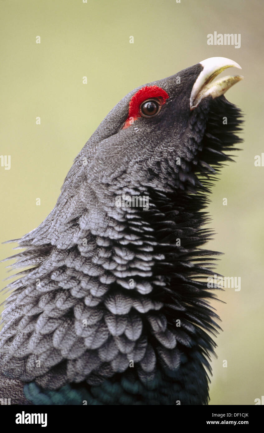 The Capercaillie (Tetrao urogallus) head, close-up. Ostanback ...