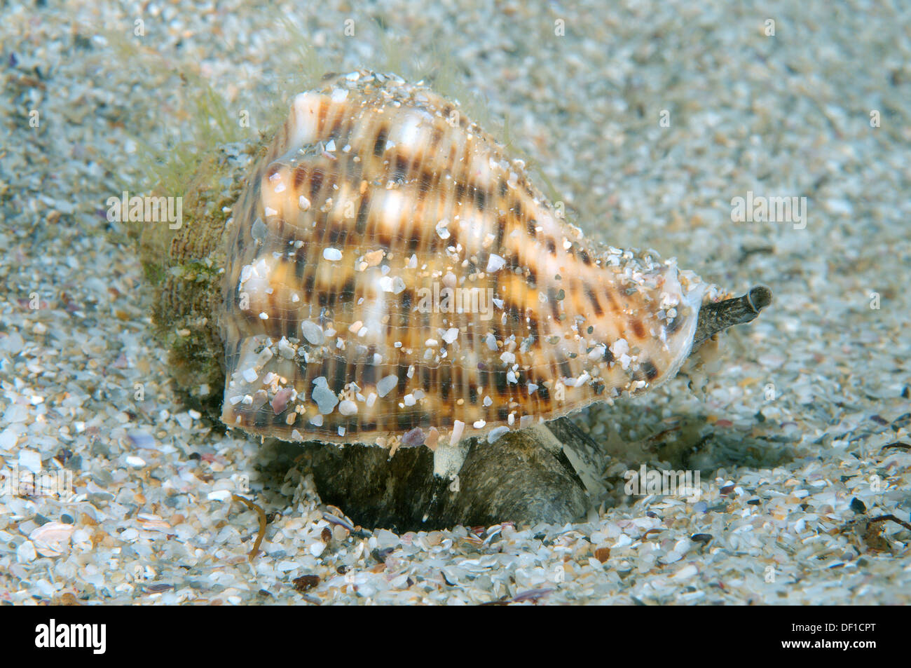 Whelk Shell Stock Photos & Whelk Shell Stock Images - Alamy